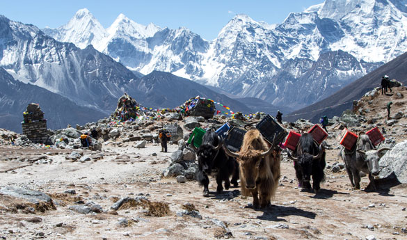 El Yeti vive en Nepal | Destinos Asiaticos