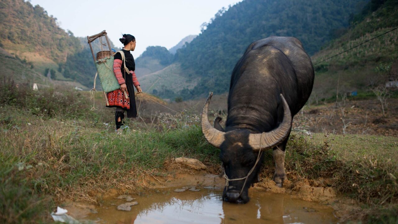 Guía para explorar Sapa y sus aldeas: cultura Hmong y naturaleza virgen